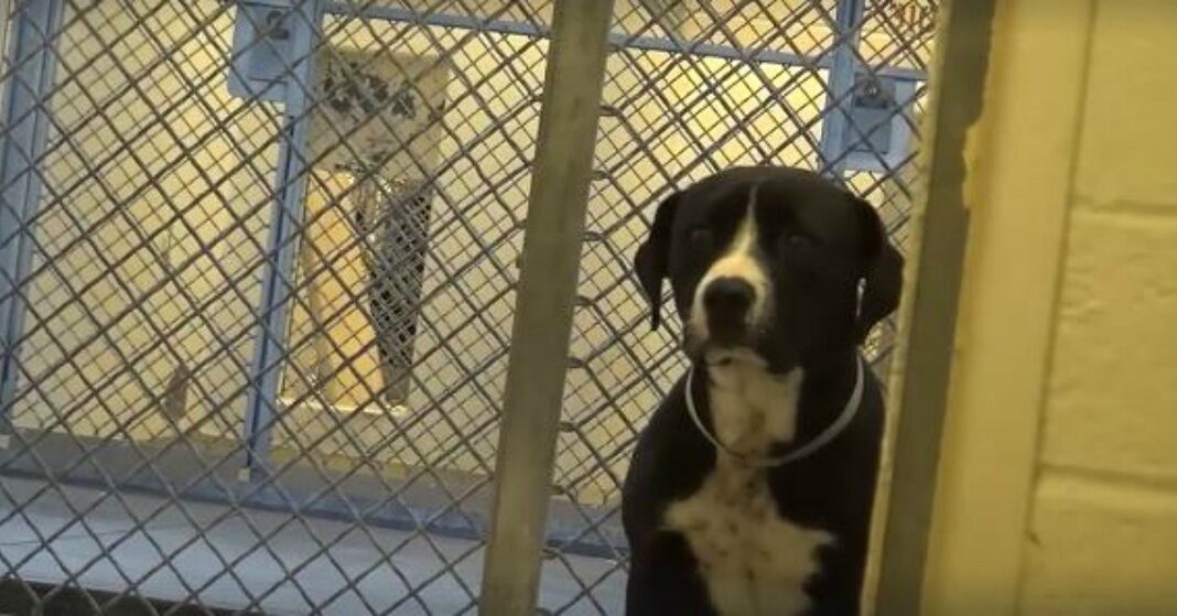 The Moment This “Death Row Dog” Realizes He’s Being Adopted Captured on ...