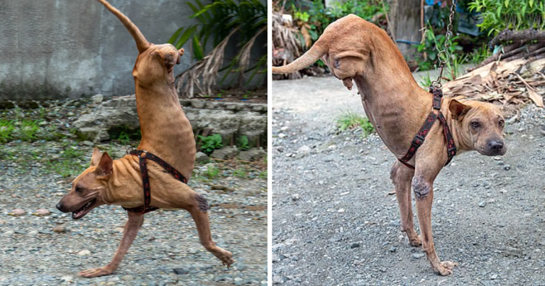 A remarkable dog, born without hind legs, skillfully balances on its ...